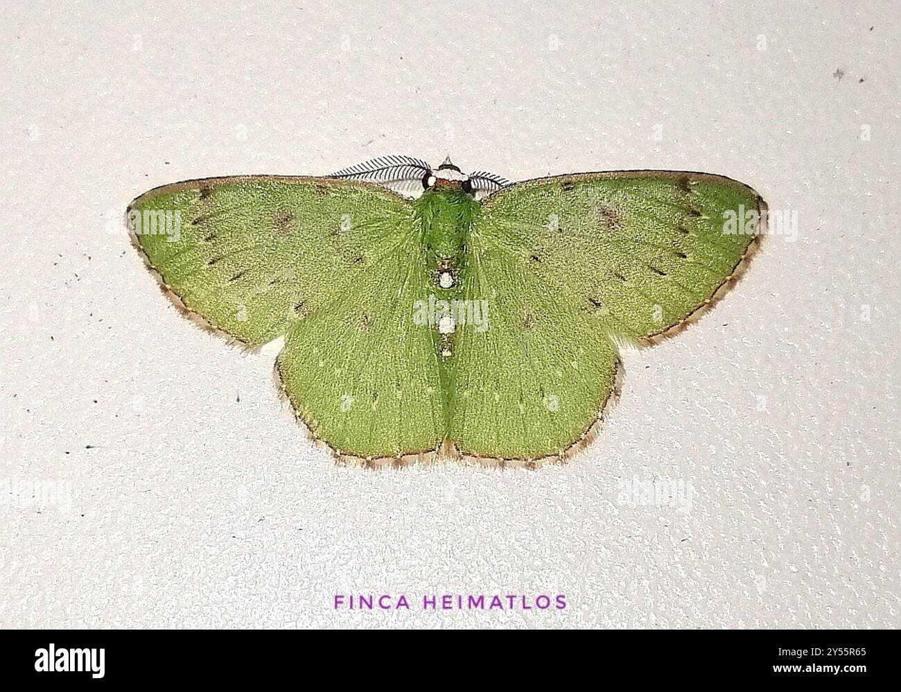 Lissochlora hi-res stock photography and images - Alamy