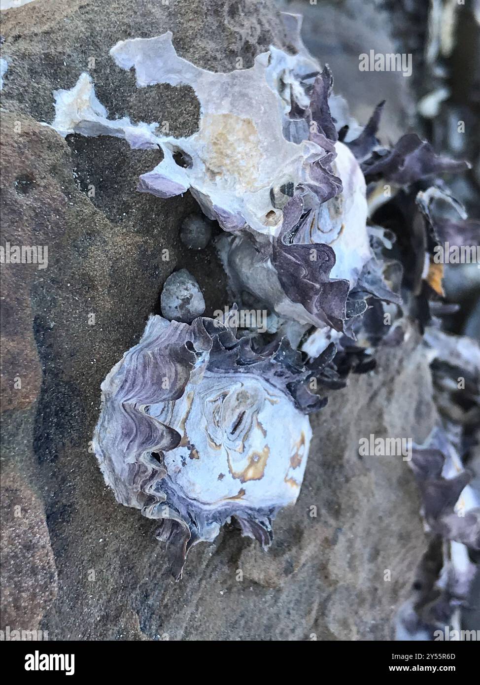 True Oysters (Ostreidae) Mollusca Stock Photo - Alamy