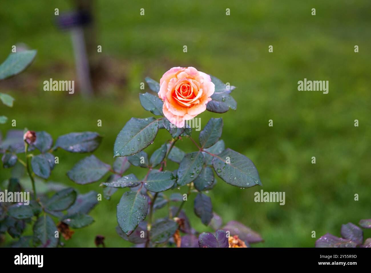 Montreal, Canada - Sep. 4 2024: Rose flowers in Montreal botanical ...