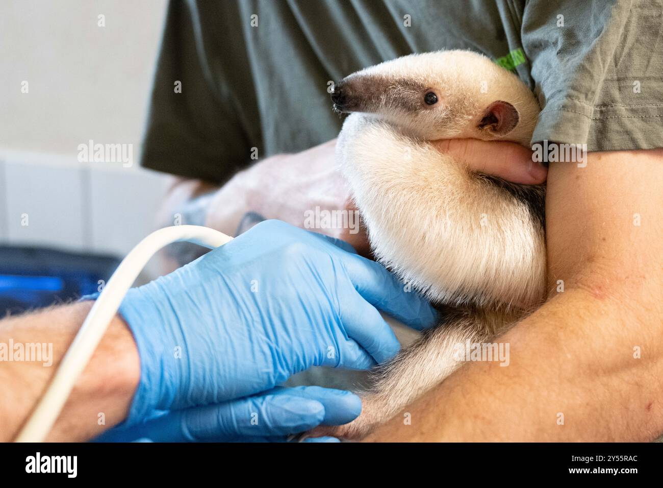 20 September 2024, Saxony, Dresden: A cub of a lesser anteater lies in ...