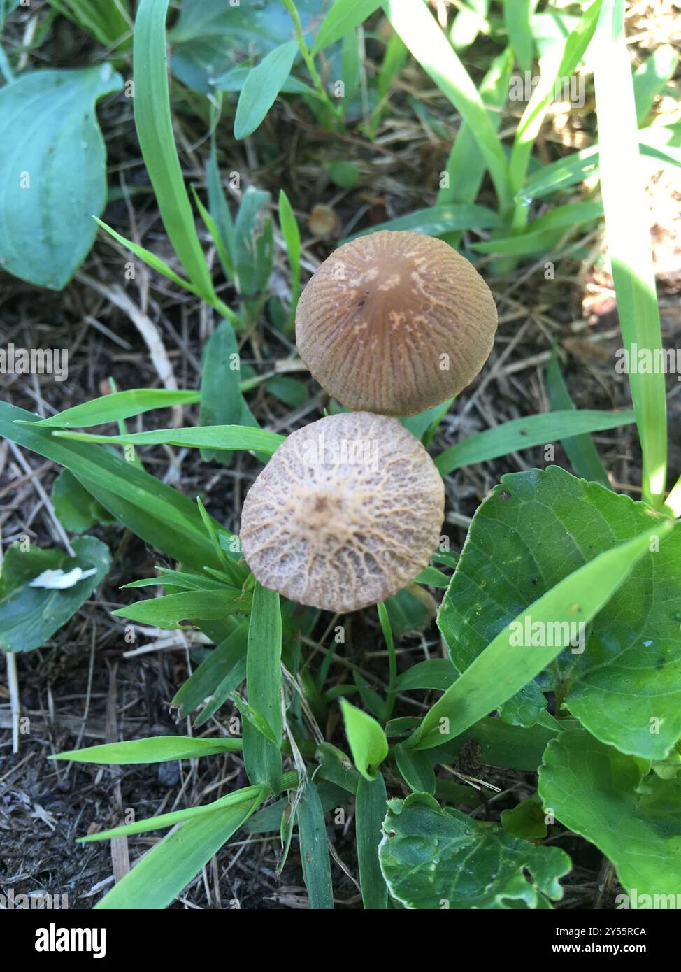 red edge brittlestem (Psathyrella corrugis) Fungi Stock Photo - Alamy