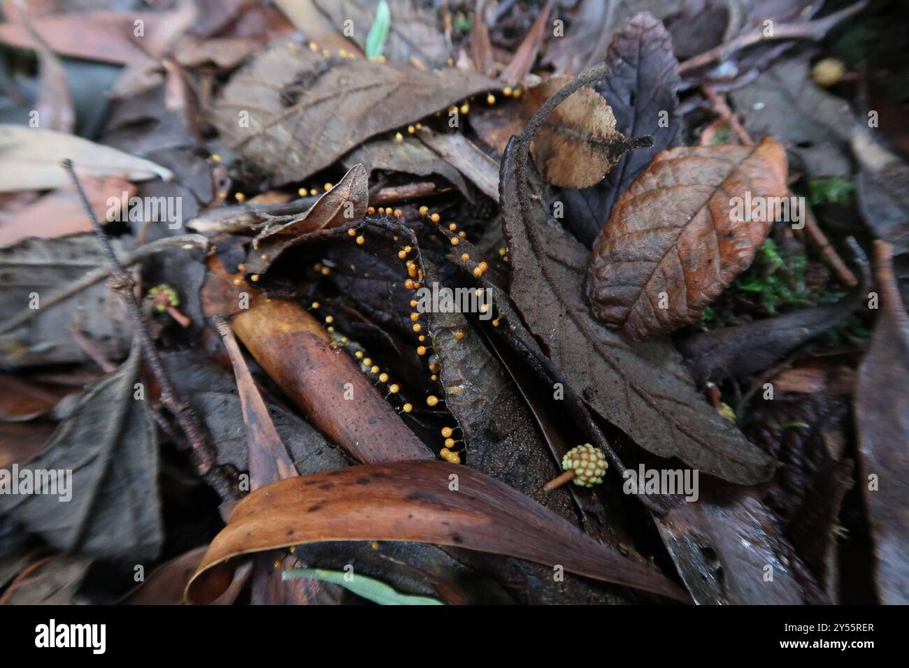 True slime molds hi-res stock photography and images - Alamy