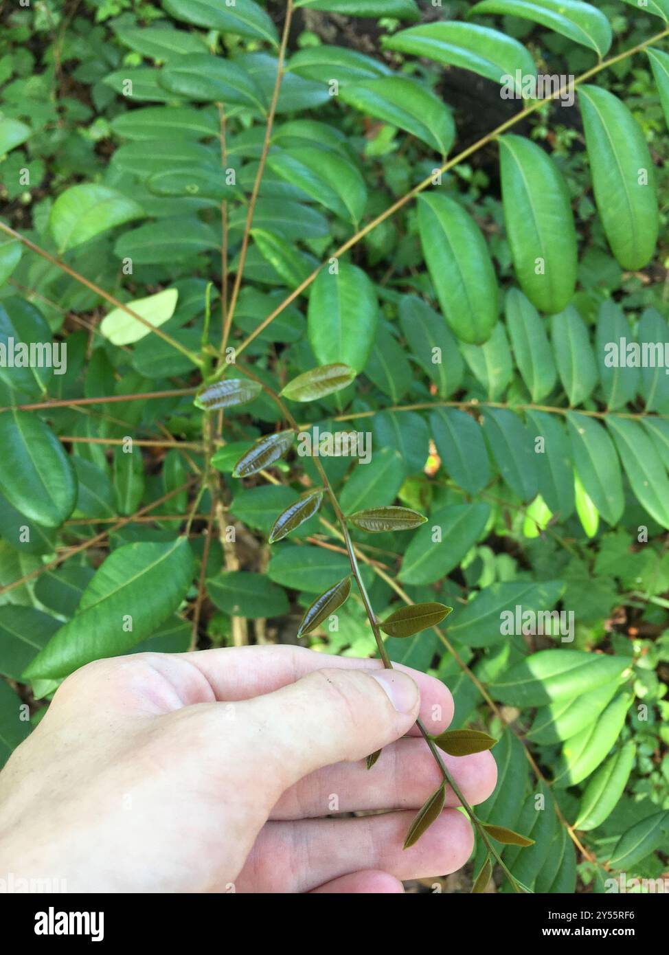 Paradise Tree (Simarouba glauca) Plantae Stock Photo - Alamy