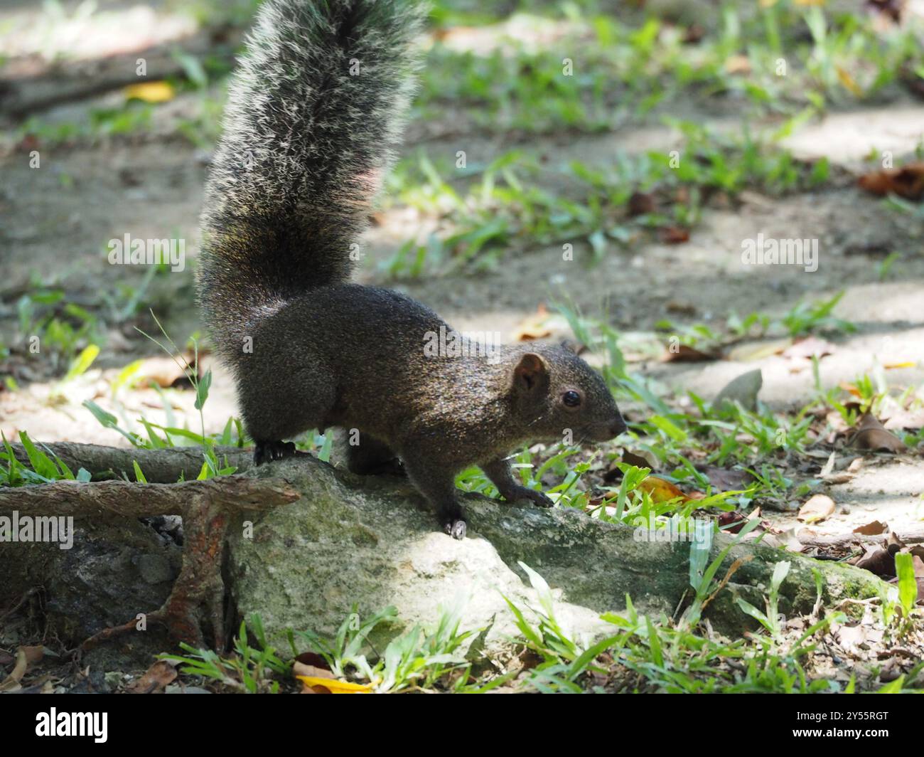 Taiwan Squirrel (Callosciurus erythraeus thaiwanensis) Mammalia Stock ...