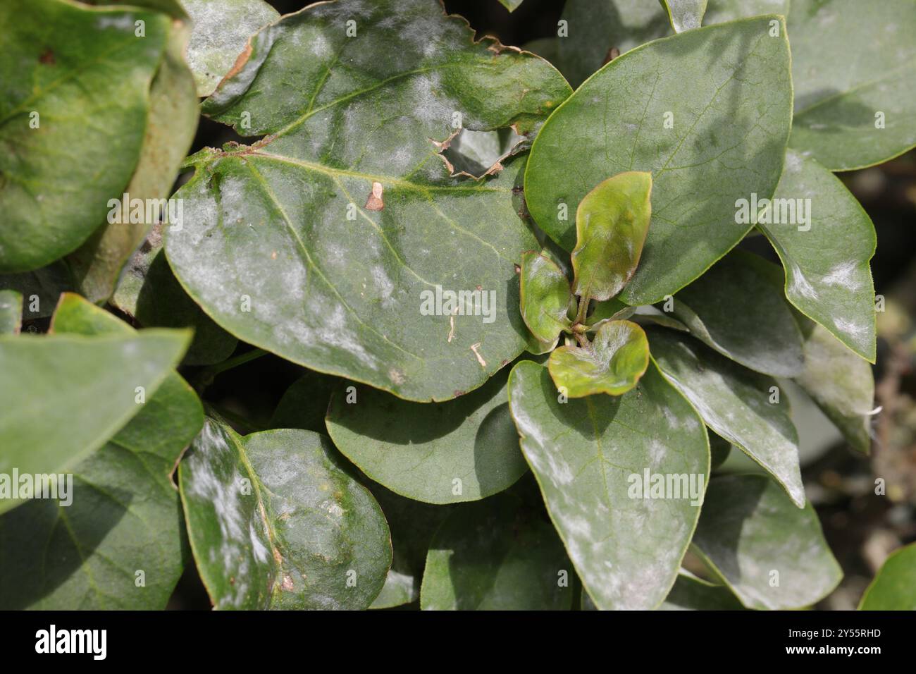 Lilac Powdery Mildew (Erysiphe syringae) Fungi Stock Photo - Alamy