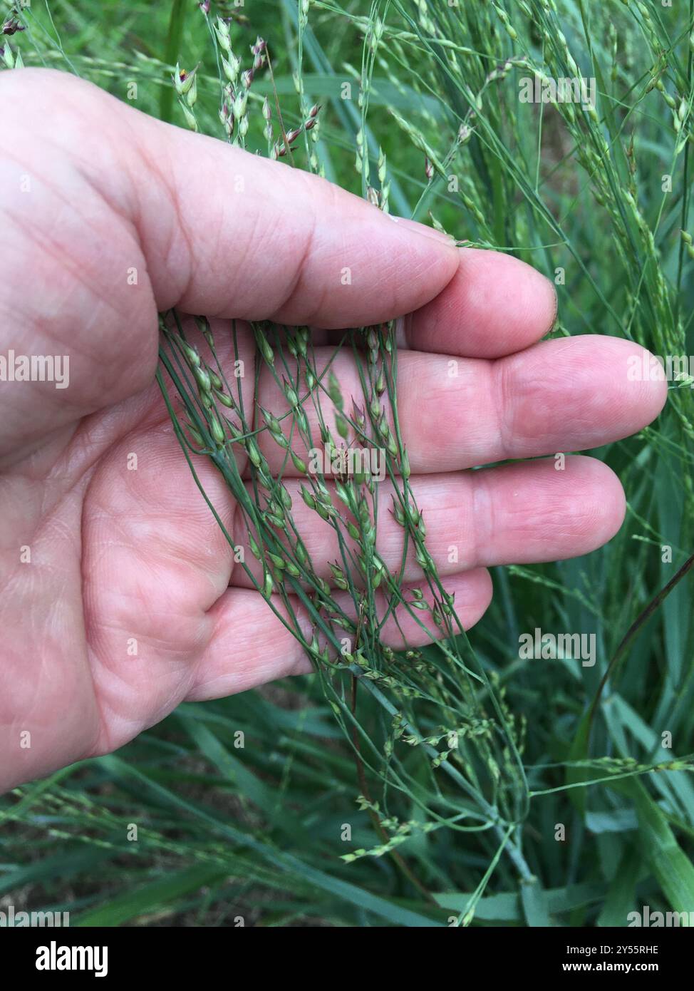 Bitter Panicgrass (Panicum amarum) Plantae Stock Photo - Alamy