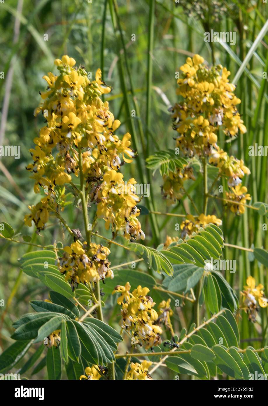 American senna (Senna hebecarpa) Plantae Stock Photo - Alamy