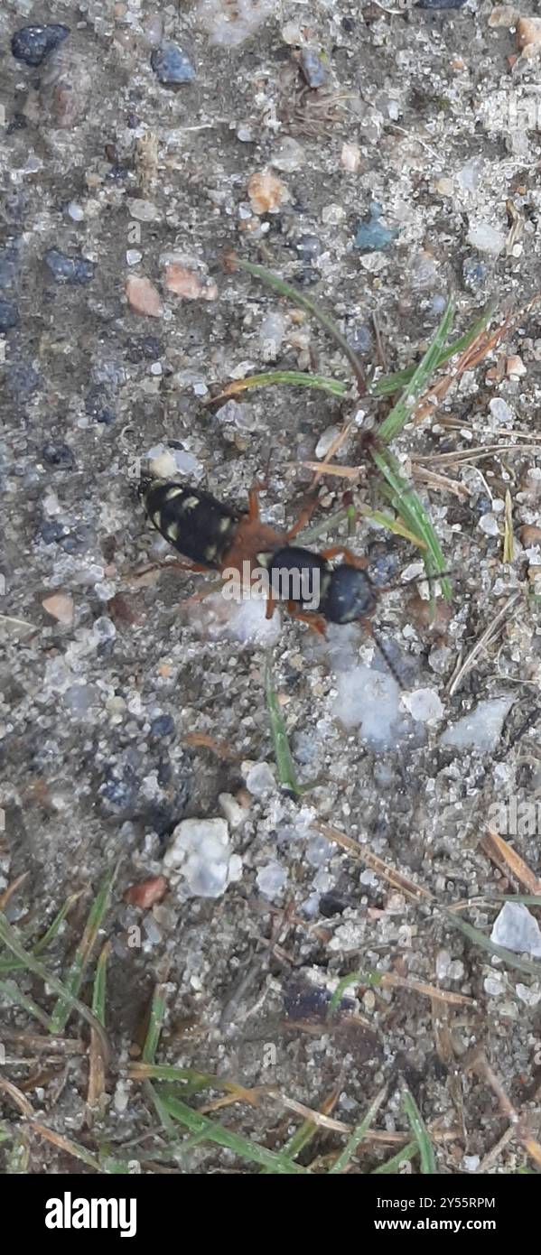 Staphylinus erythropterus hi-res stock photography and images - Alamy