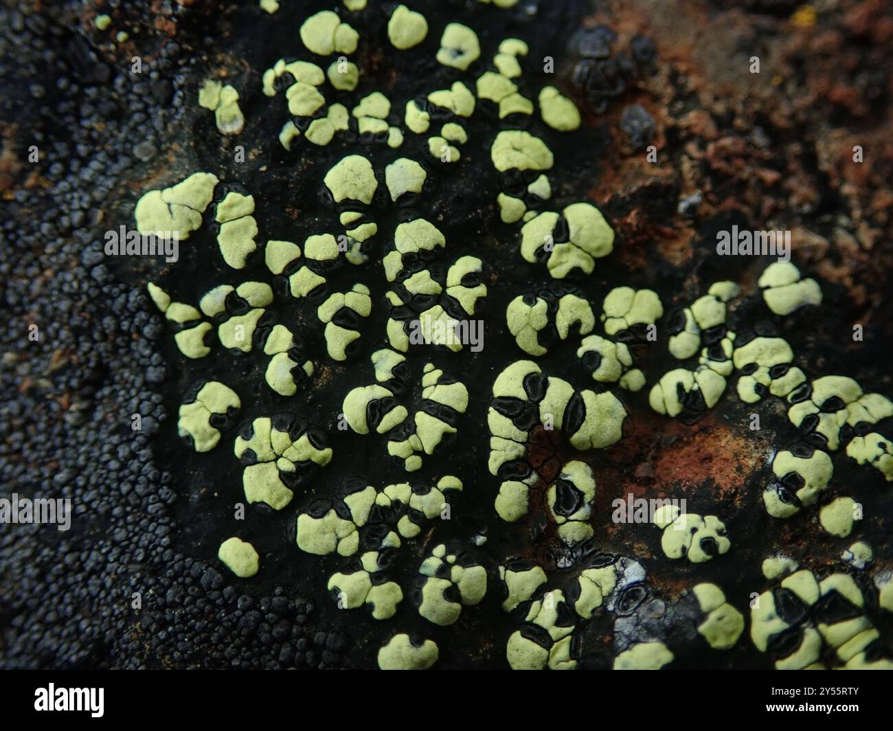 yellow map lichen (Rhizocarpon geographicum) Fungi Stock Photo - Alamy