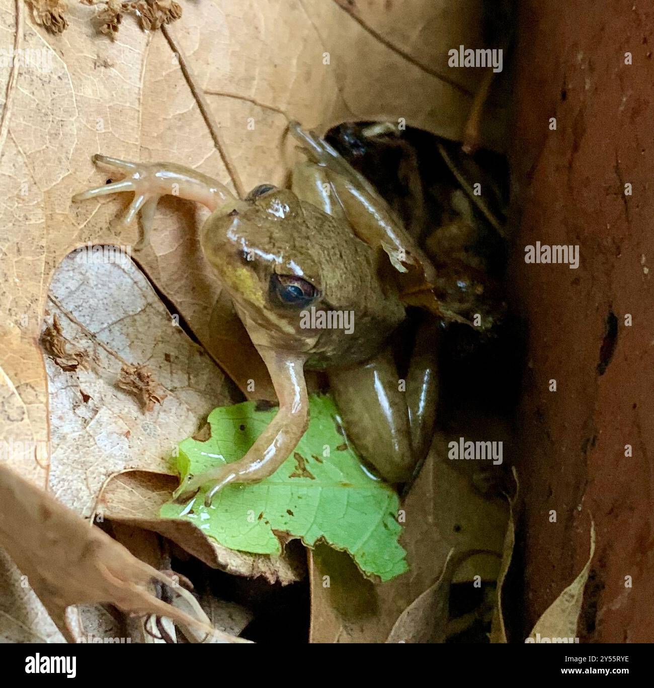 American Bullfrog (Lithobates catesbeianus) Amphibia Stock Photo - Alamy
