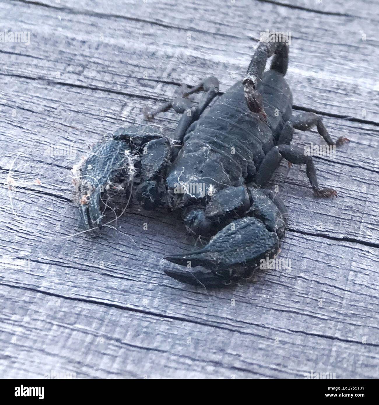 Cape Docile Scorpion (Opisthacanthus capensis) Arachnida Stock Photo ...