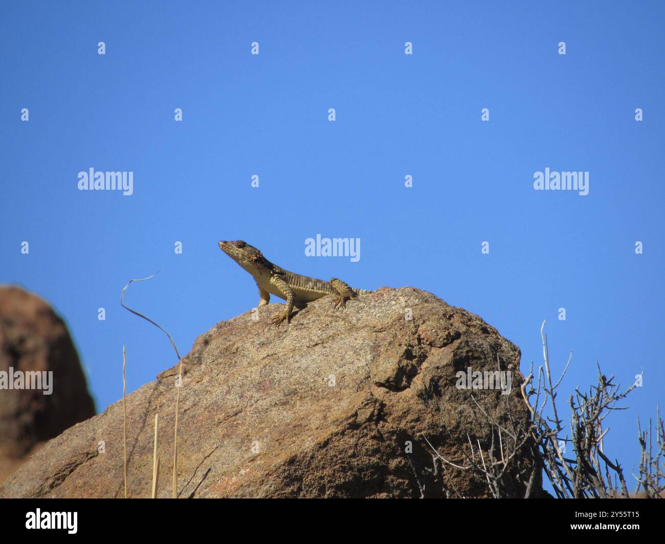 Karoo Girdled Lizard (Karusasaurus polyzonus) Reptilia Stock Photo - Alamy