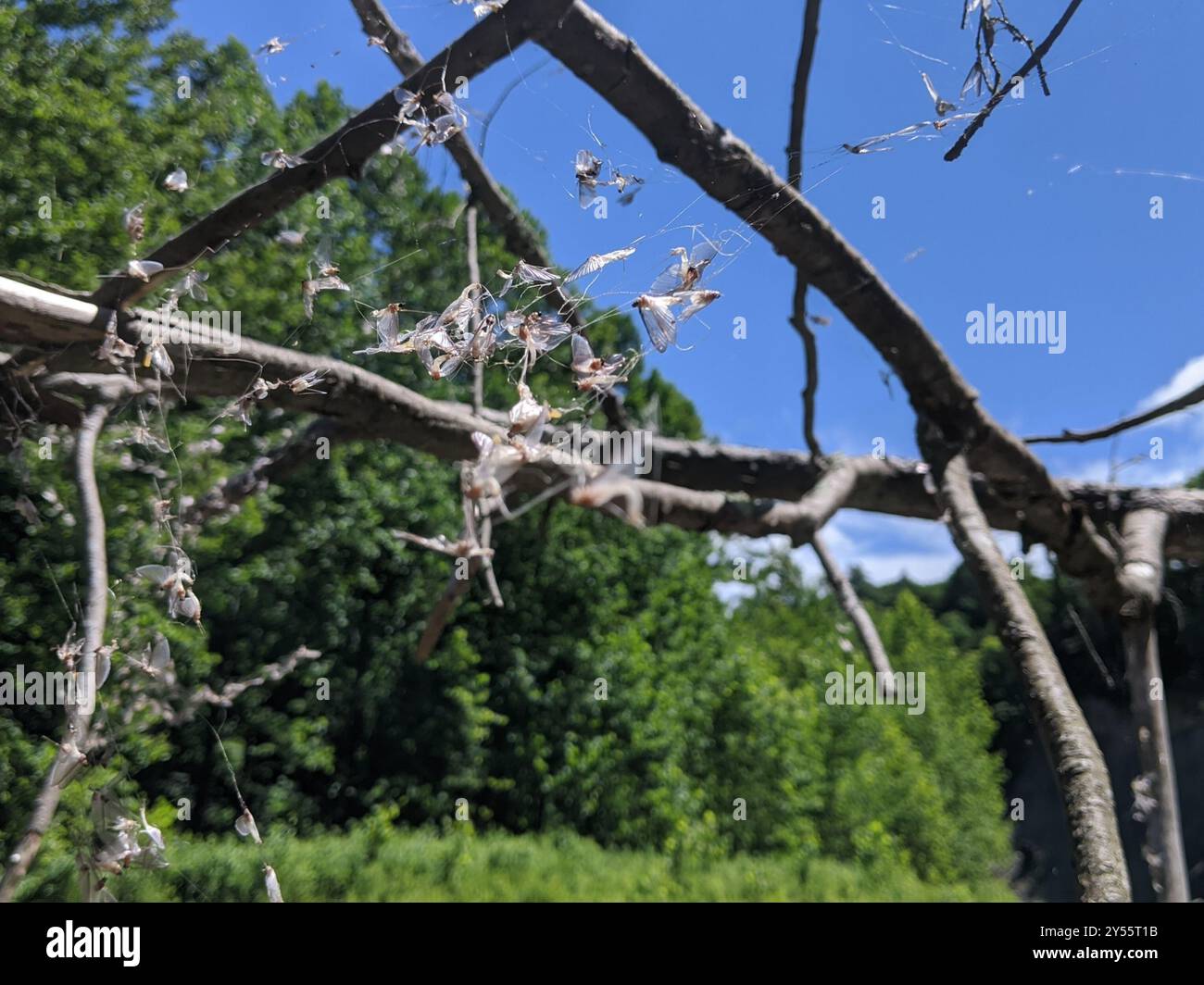 Pale Burrowers (Polymitarcyidae) Insecta Stock Photo - Alamy