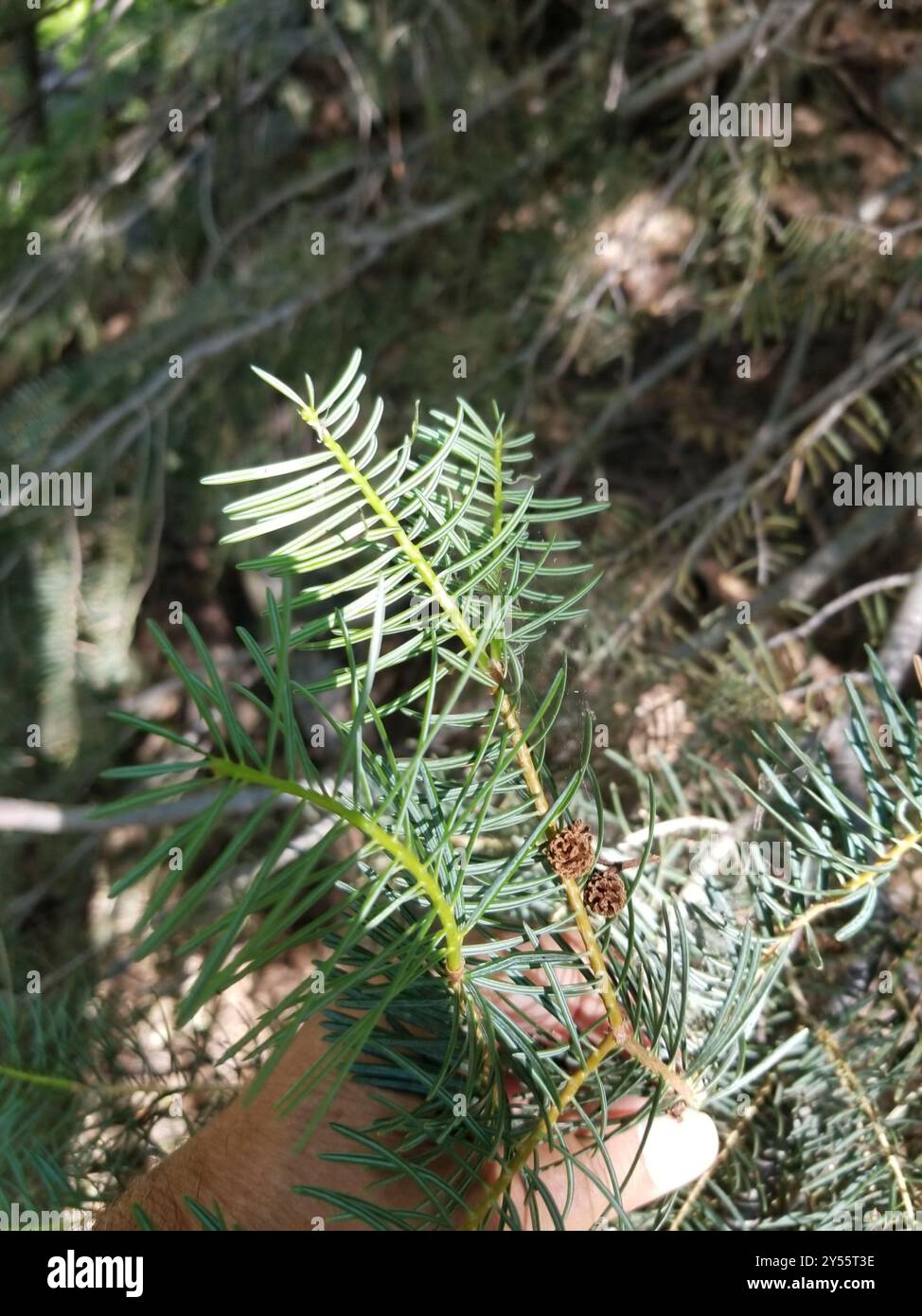 white fir (Abies concolor) Plantae Stock Photo - Alamy
