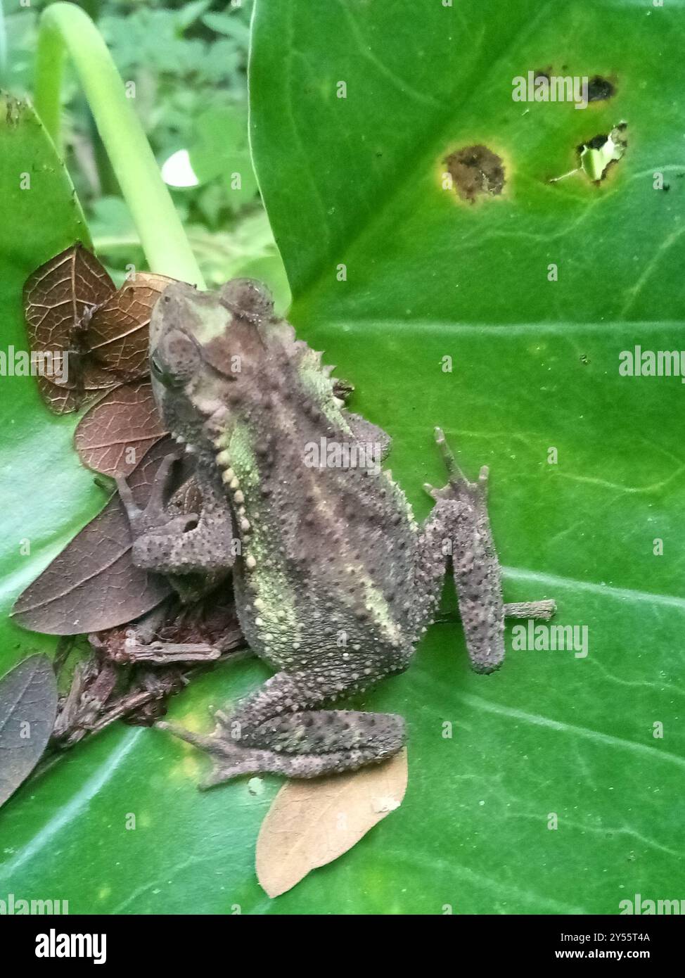 Wet Forest Toad (Incilius melanochlorus) Amphibia Stock Photo - Alamy