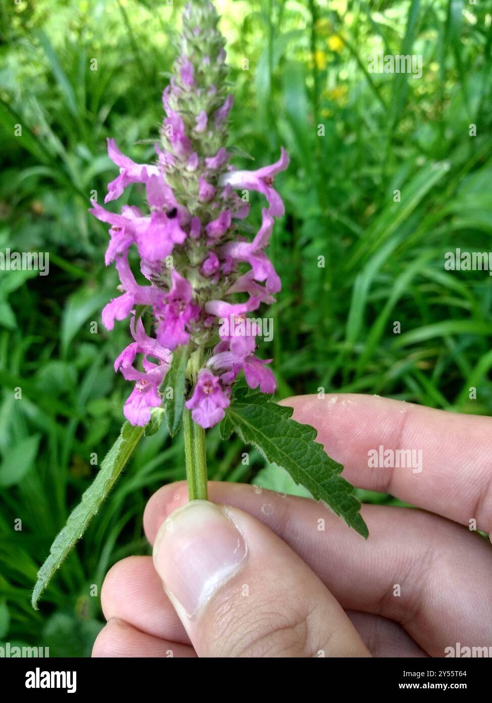 common hedge-nettle (Betonica officinalis) Plantae Stock Photo - Alamy