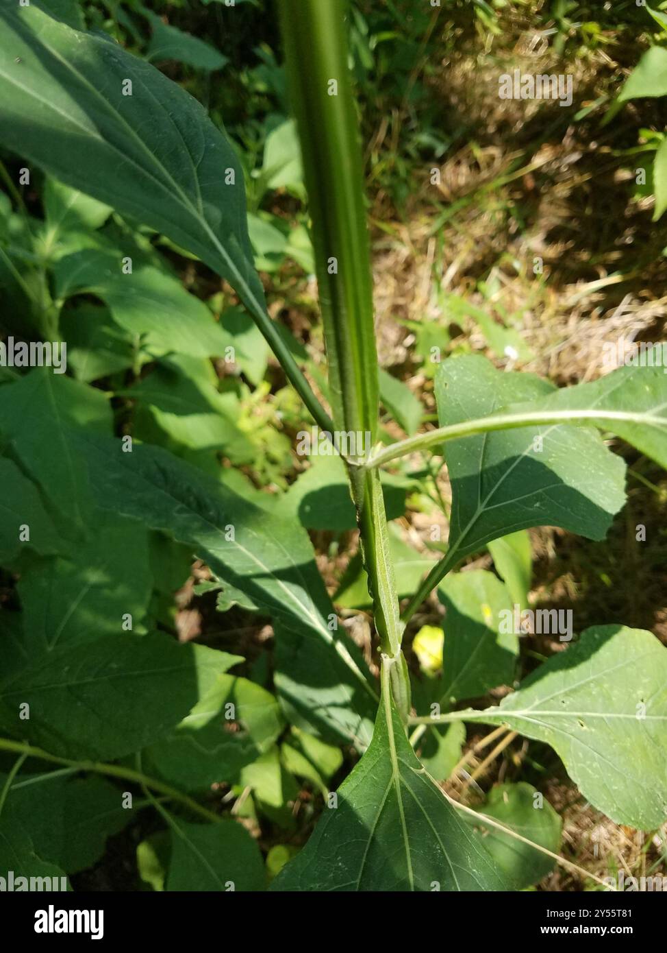 Yellow Crownbeard (Verbesina occidentalis) Plantae Stock Photo - Alamy