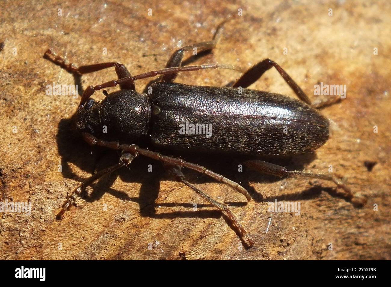 velvet longhorned beetle (Trichoferus campestris) Insecta Stock Photo ...