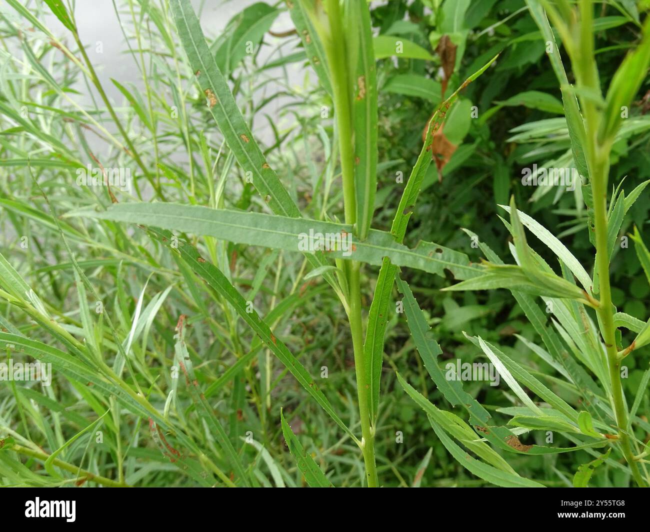 interior sandbar willow (Salix interior) Plantae Stock Photo - Alamy