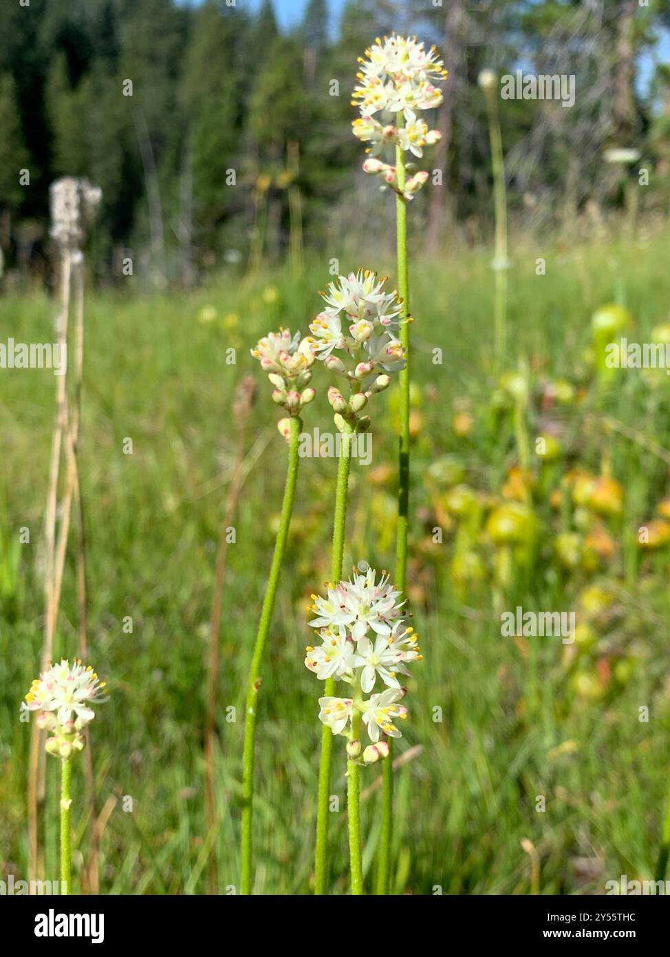 western false asphodel (Triantha occidentalis) Plantae Stock Photo - Alamy