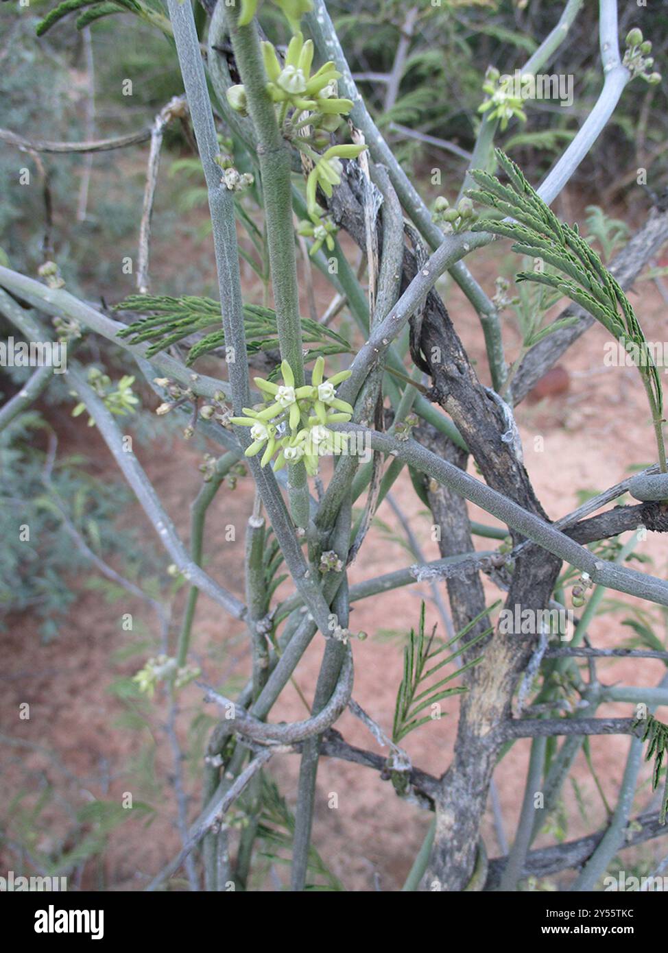 Caustic Vine (Cynanchum viminale) Plantae Stock Photo - Alamy