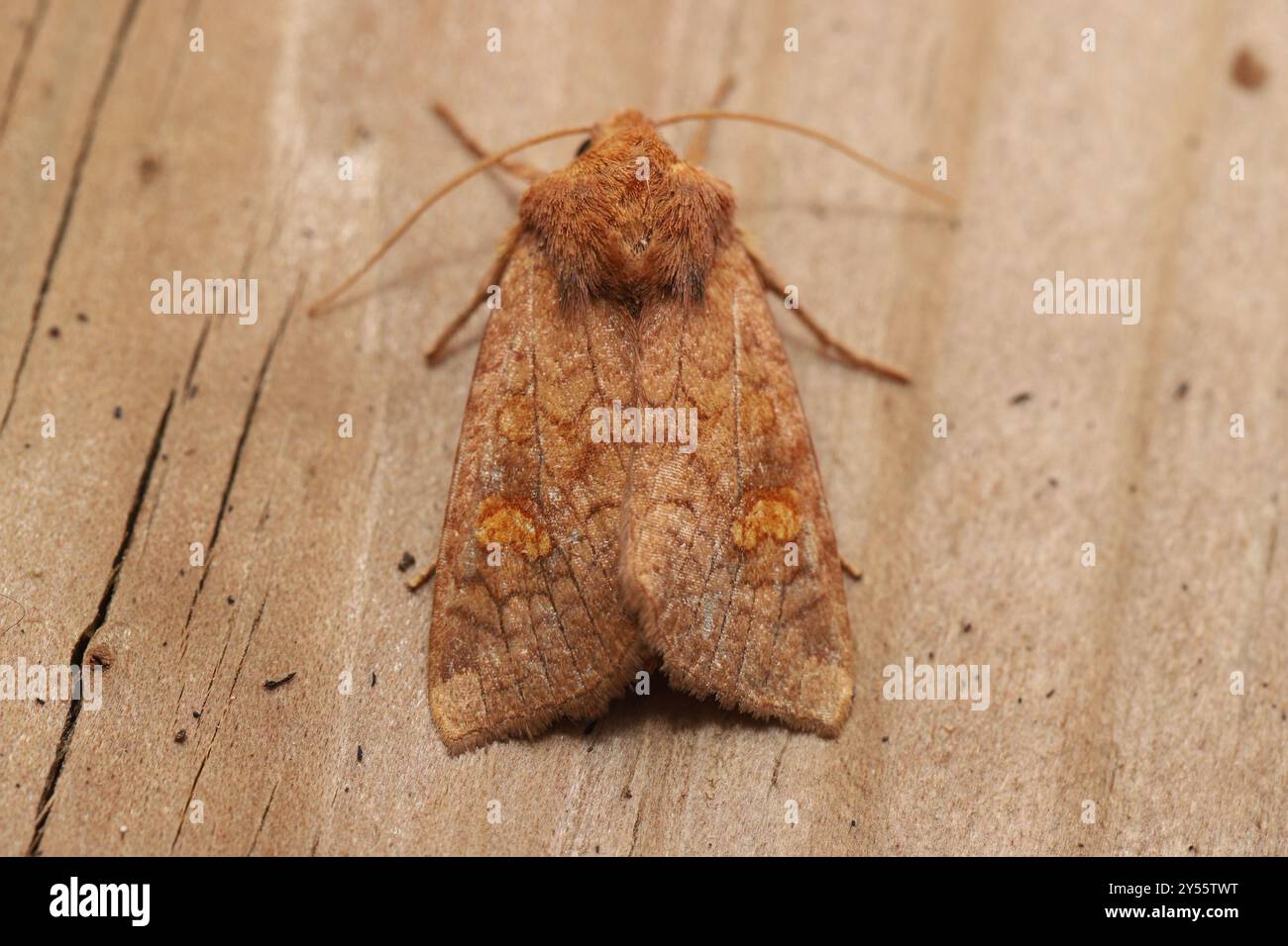 American Ear Moth (Amphipoea americana) Insecta Stock Photo - Alamy
