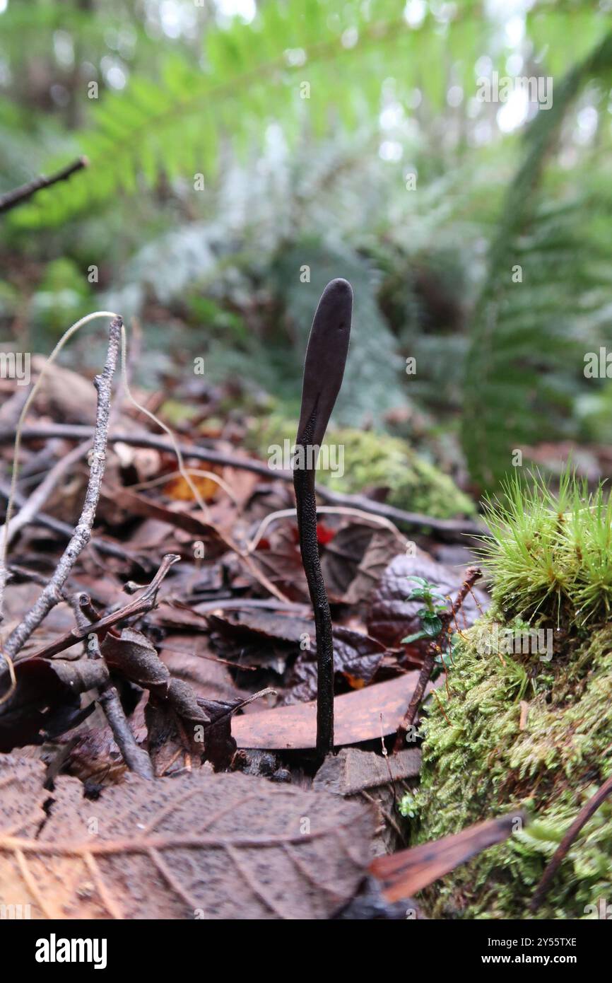 Earth Tongues (Geoglossum) Fungi Stock Photo - Alamy