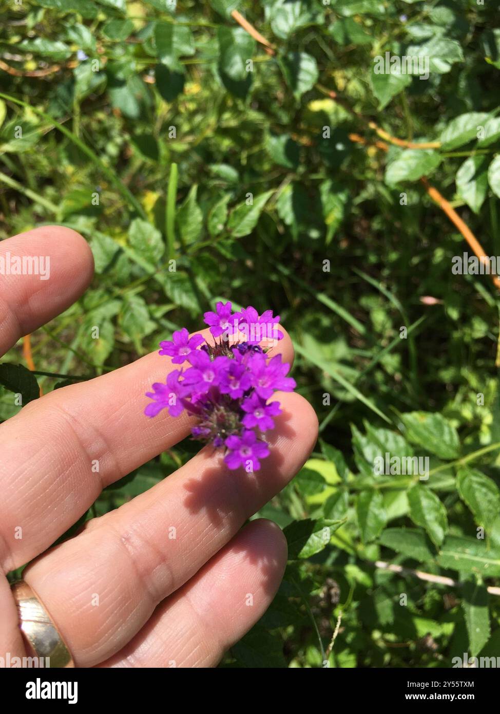 Slender Vervain (Verbena rigida) Plantae Stock Photo - Alamy