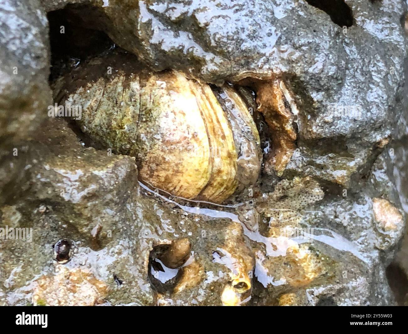 Bivalves (Bivalvia) Mollusca Stock Photo - Alamy