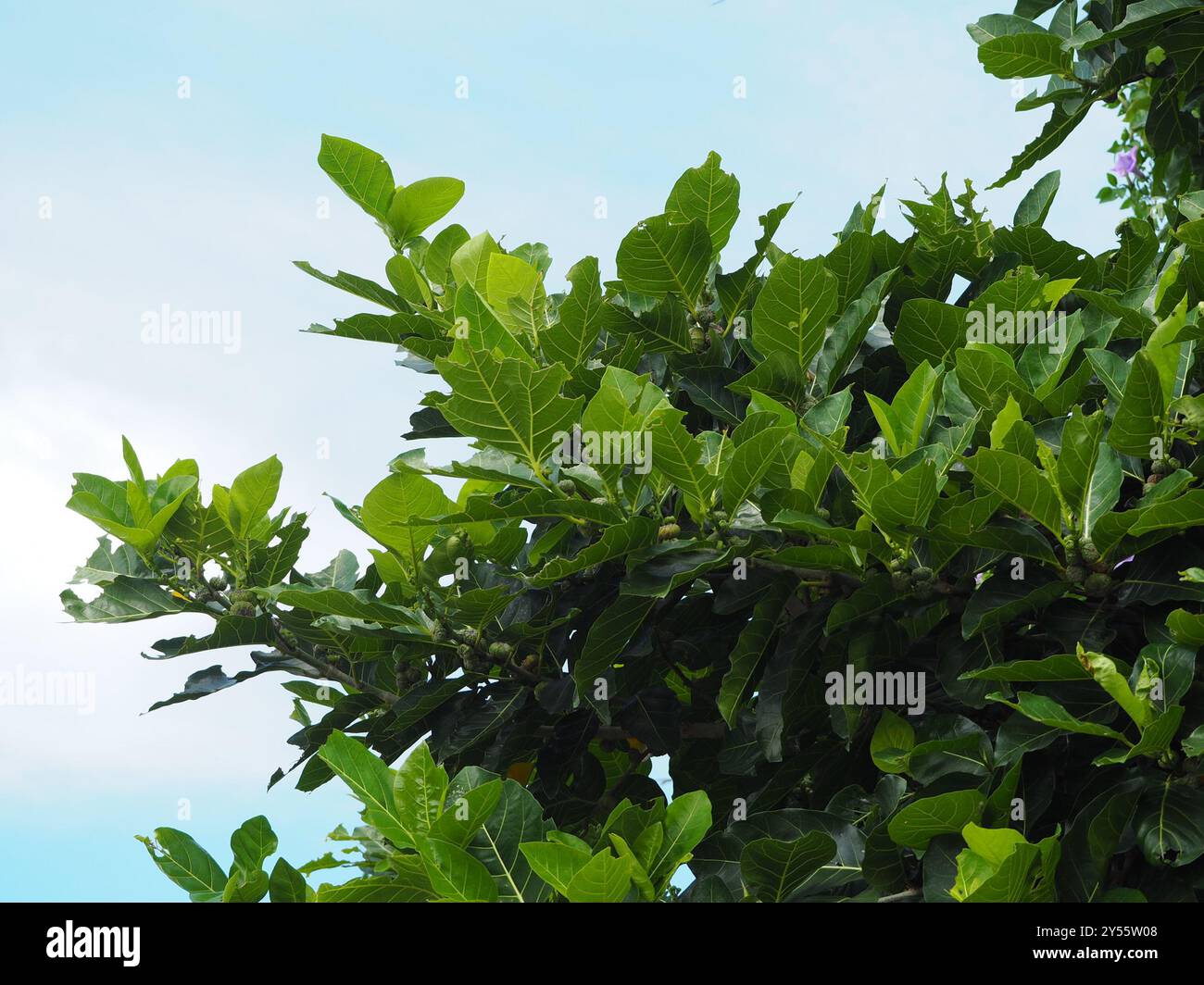 Hauili fig tree (Ficus septica) Plantae Stock Photo - Alamy