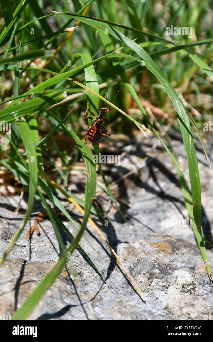 (Rhynocoris rubricus) Insecta Stock Photo - Alamy