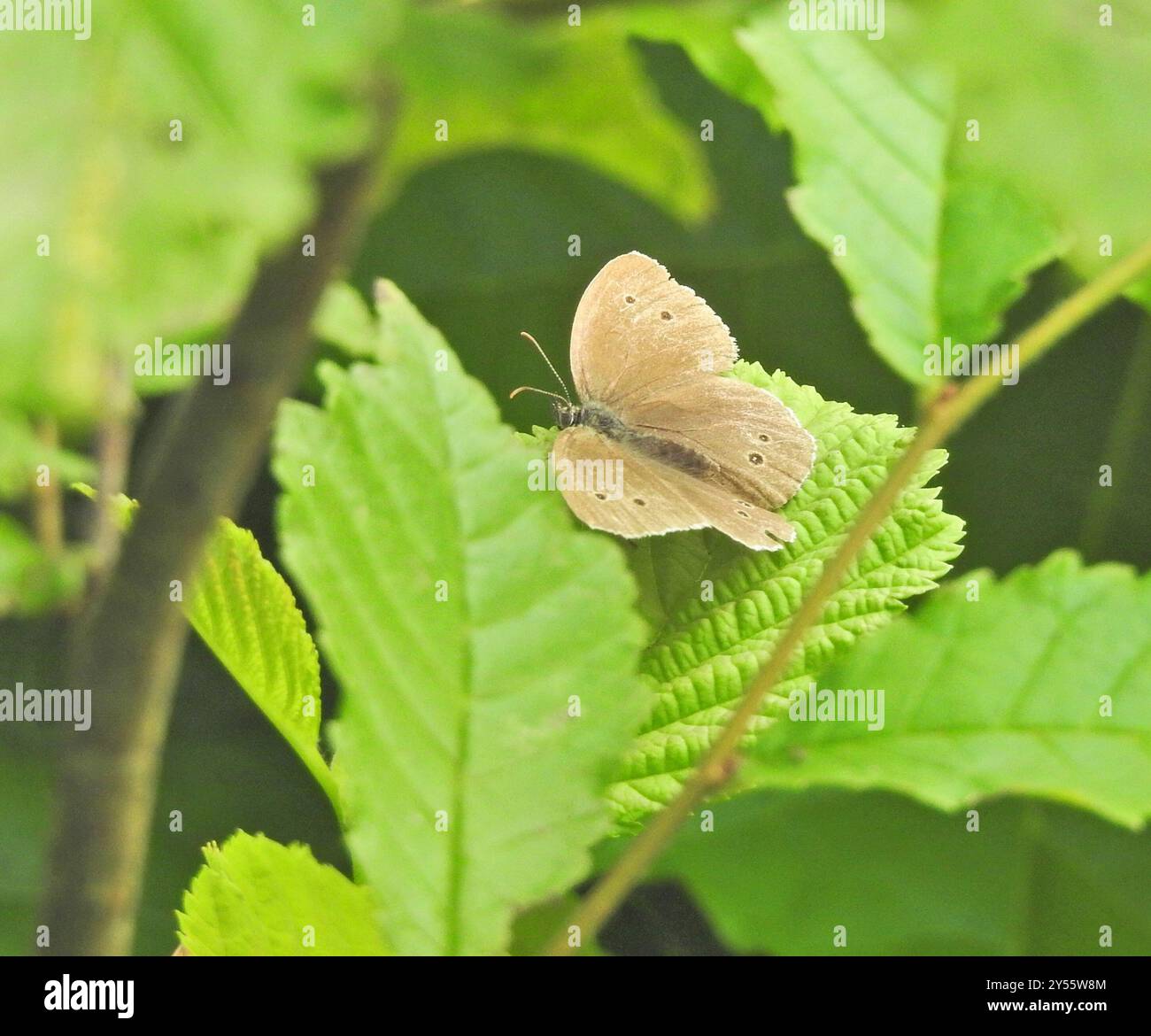 Ringlet (Aphantopus hyperantus) Insecta Stock Photo - Alamy