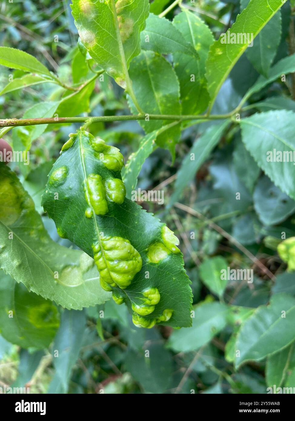 Peach Leaf Curl (Taphrina deformans) Fungi Stock Photo - Alamy