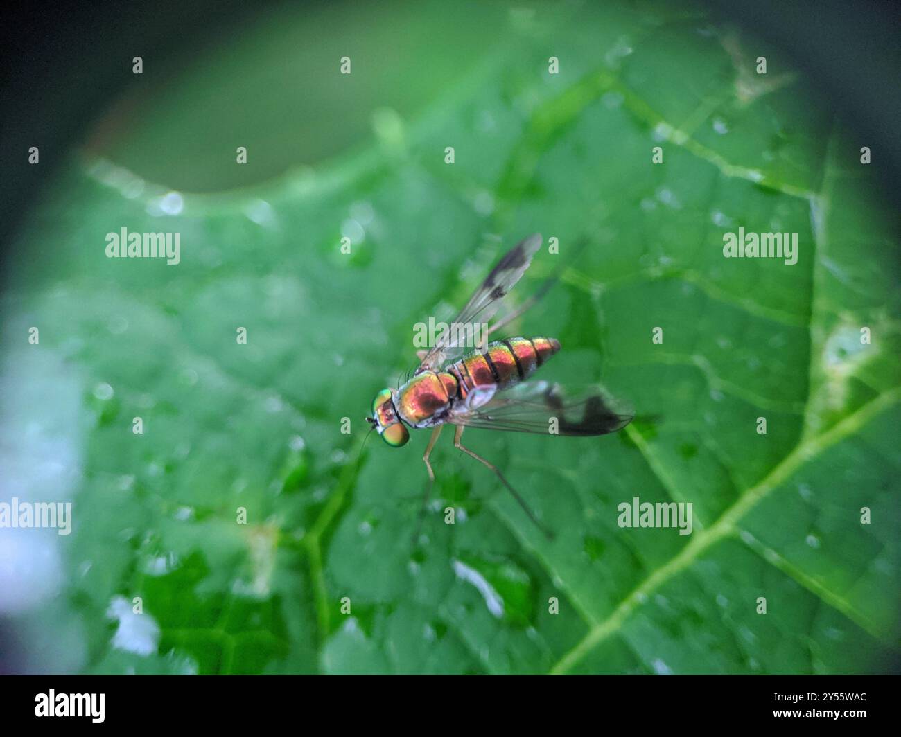 (Condylostylus sipho) Insecta Stock Photo - Alamy