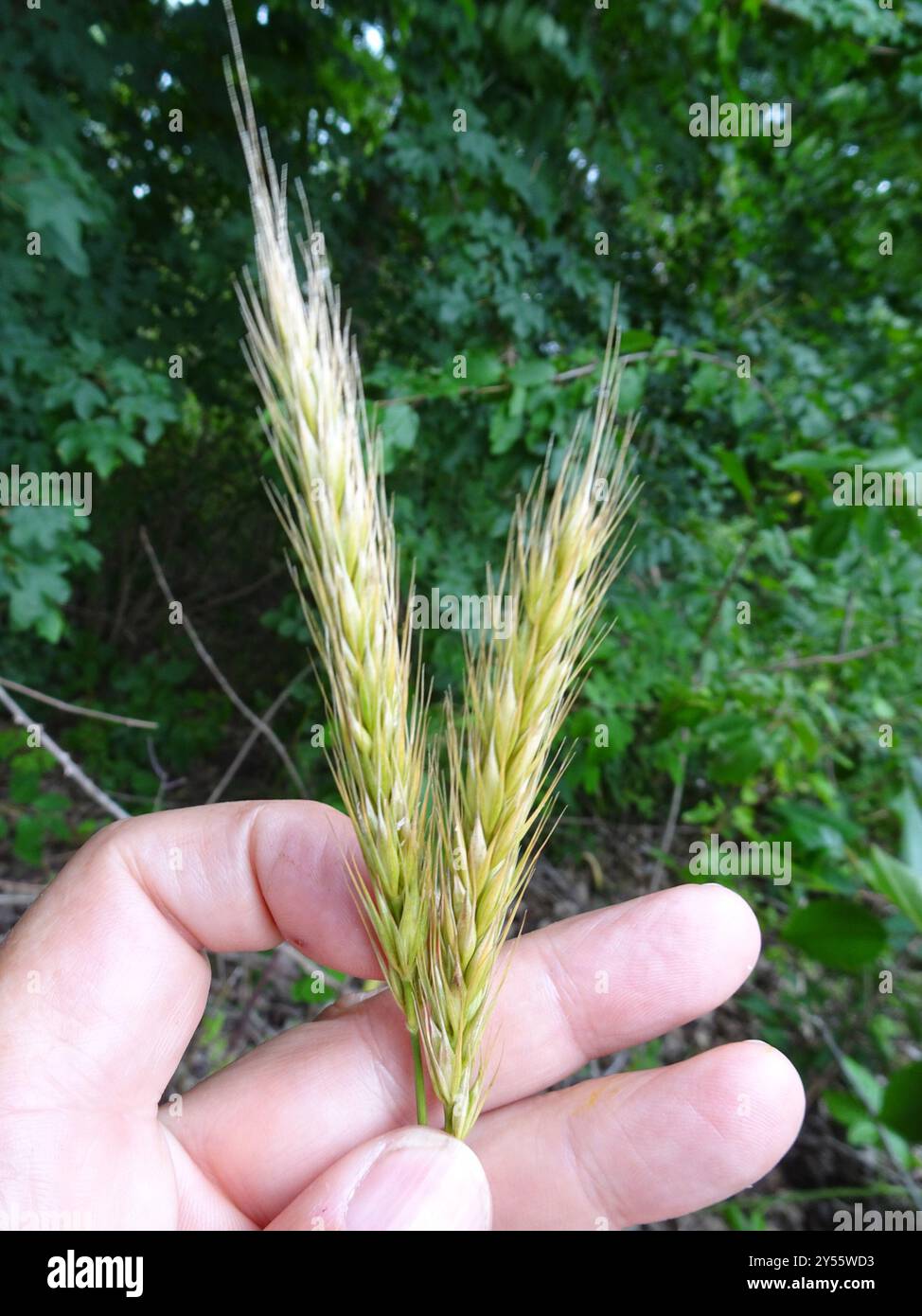 Wood Barley (Hordelymus europaeus) Plantae Stock Photo - Alamy