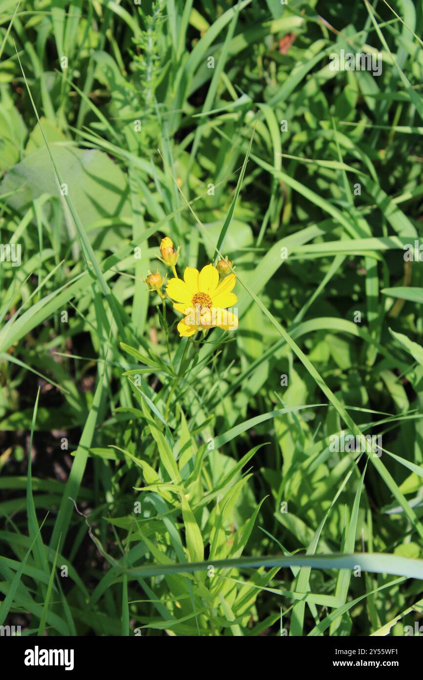 Prairie Coreopsis (Coreopsis palmata) Plantae Stock Photo - Alamy