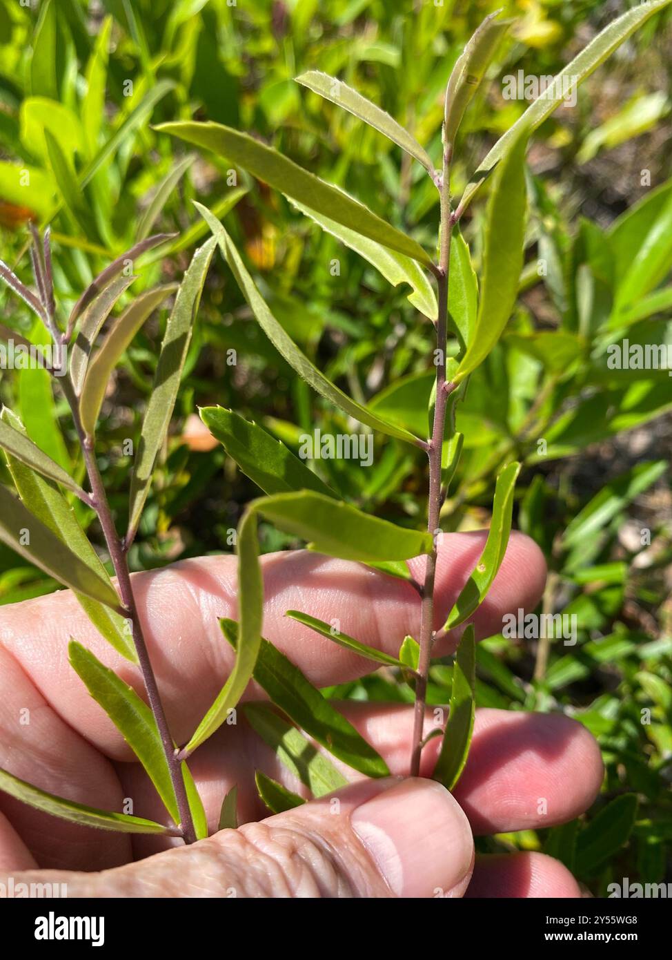 Myrtle Dahoon (Ilex myrtifolia) Plantae Stock Photo - Alamy