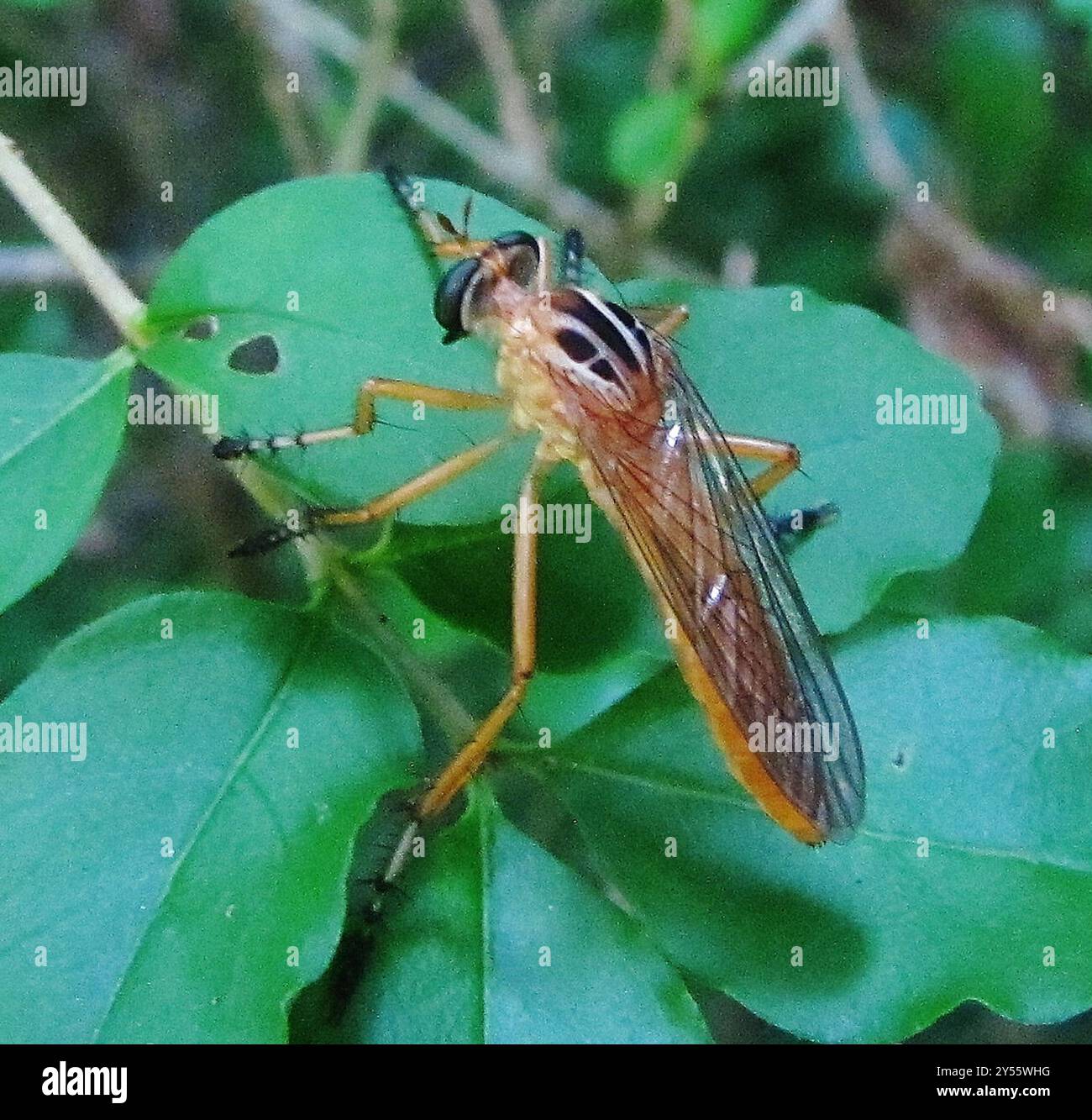 Plain-tailed Hanging Thief (Diogmites neoternatus) Insecta Stock Photo ...
