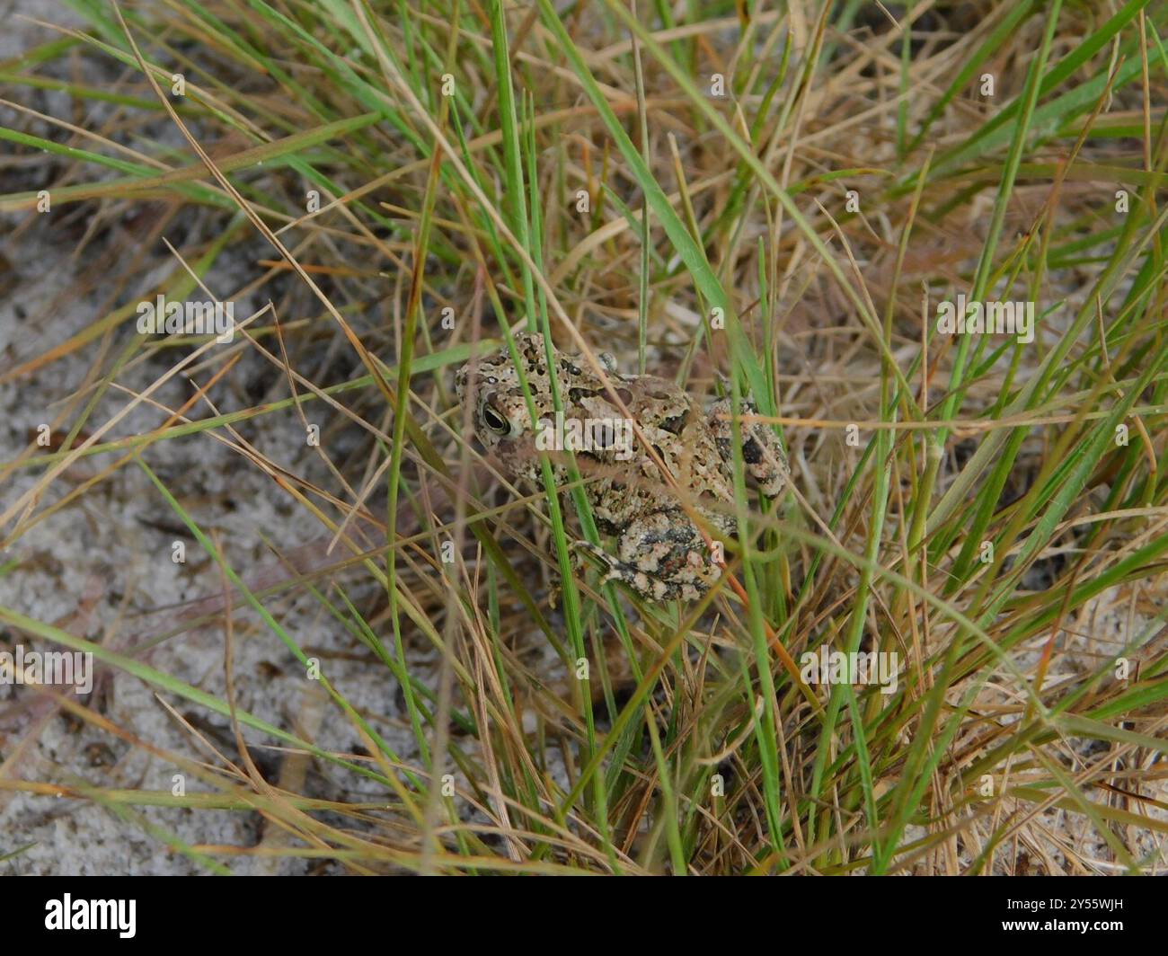 Southern Toad (Anaxyrus terrestris) Amphibia Stock Photo - Alamy