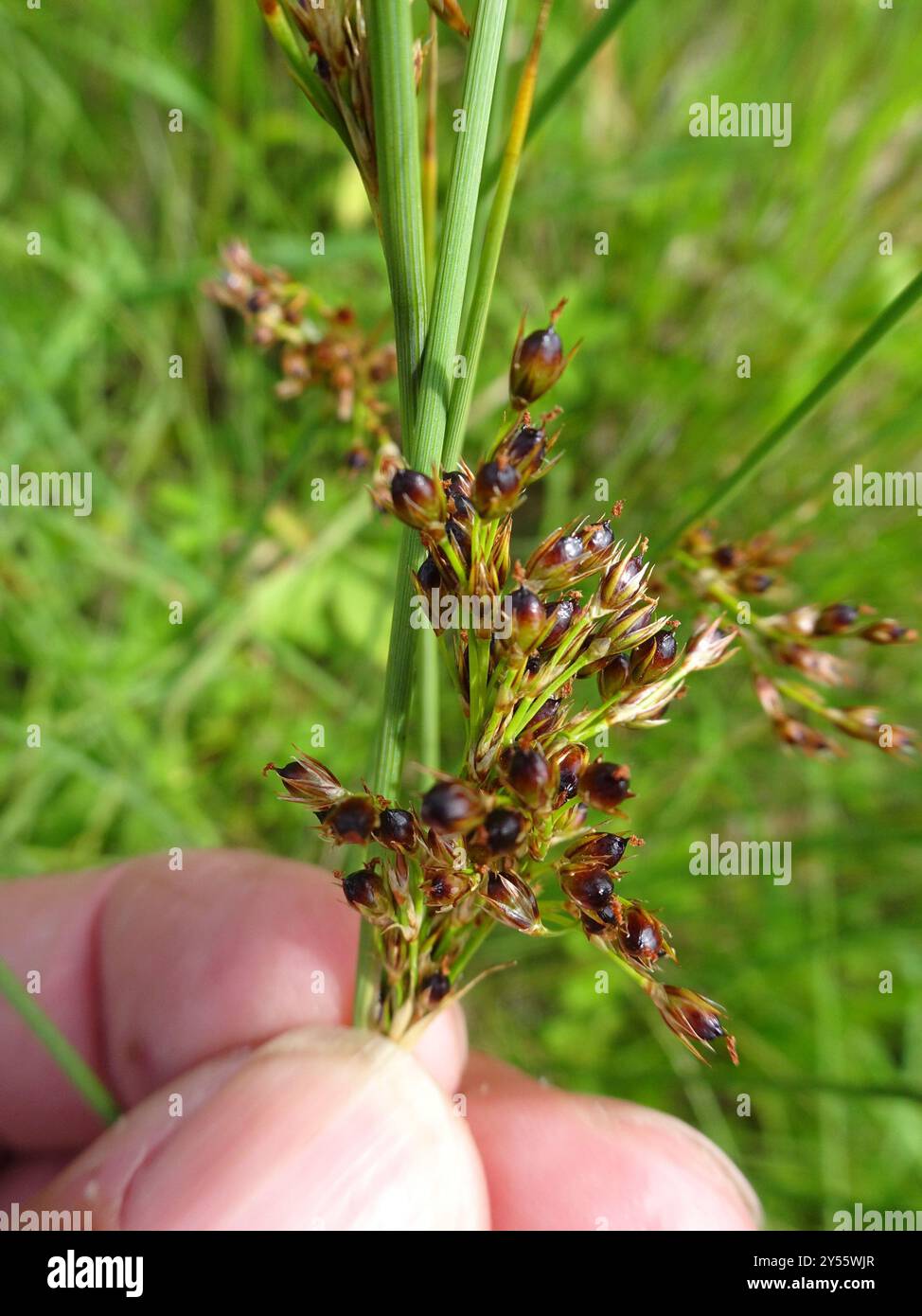 Hard Rush (Juncus inflexus) Plantae Stock Photo - Alamy