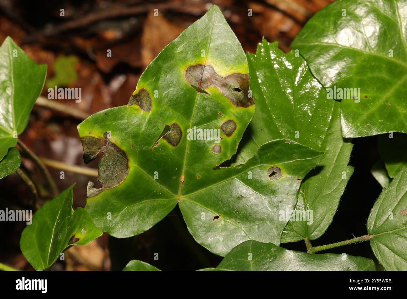 Leaf spot of ivy (Boeremia hedericola) Fungi Stock Photo - Alamy