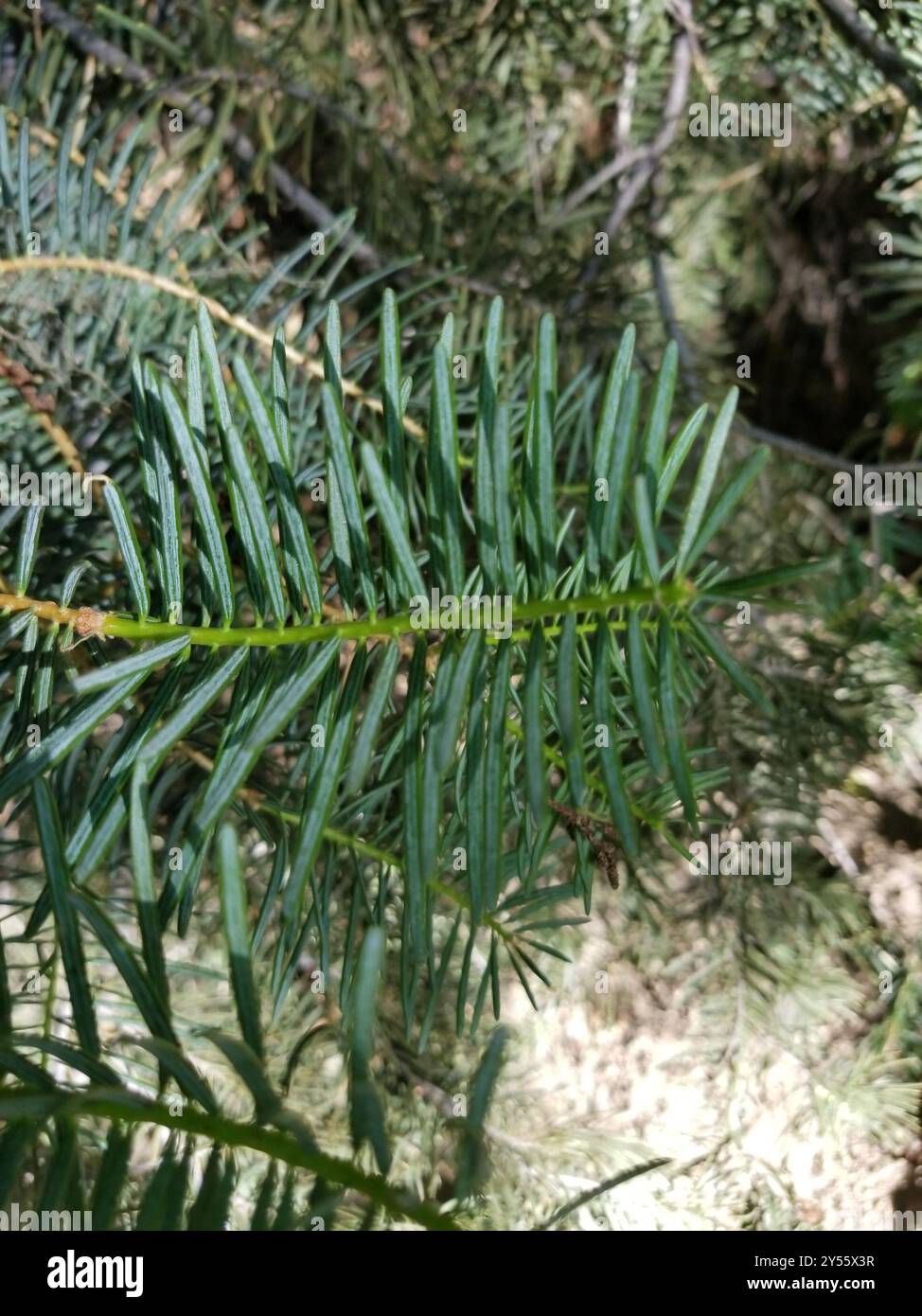 white fir (Abies concolor) Plantae Stock Photo - Alamy