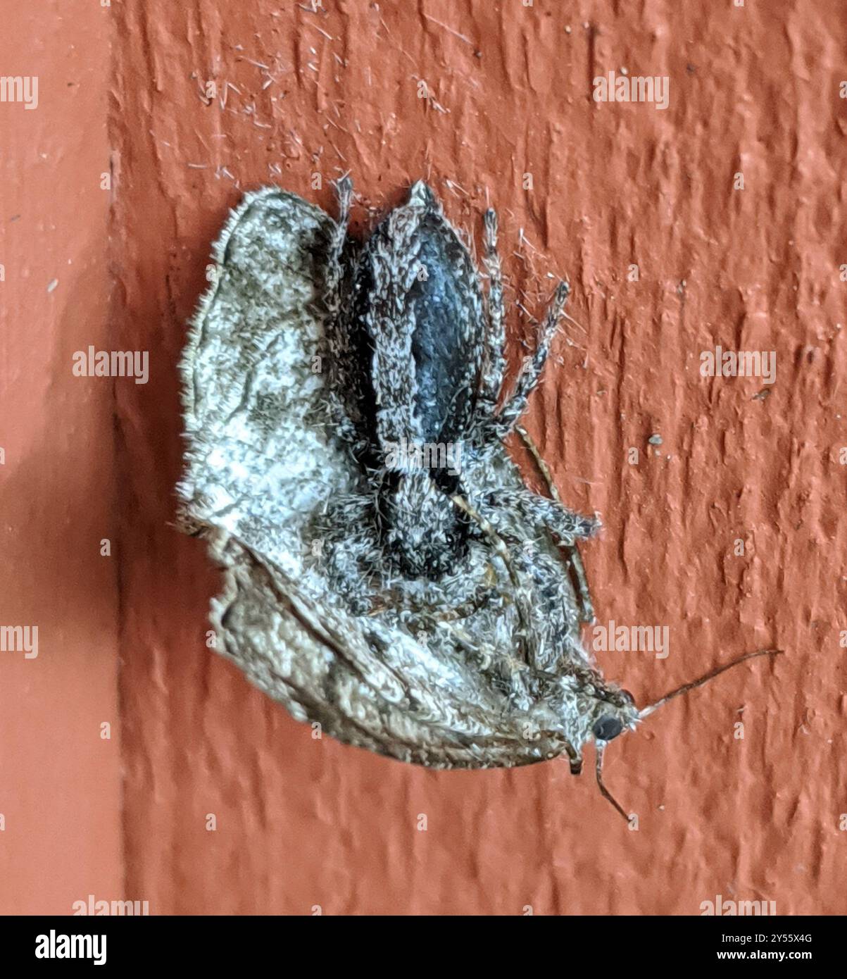 California Flattened Jumping Spider (Platycryptus californicus) Arachnida Stock Photo - Alamy