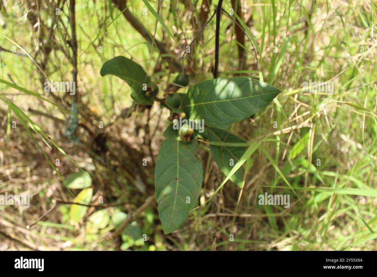 Brazilian Guava (Psidium guineense) Plantae Stock Photo - Alamy