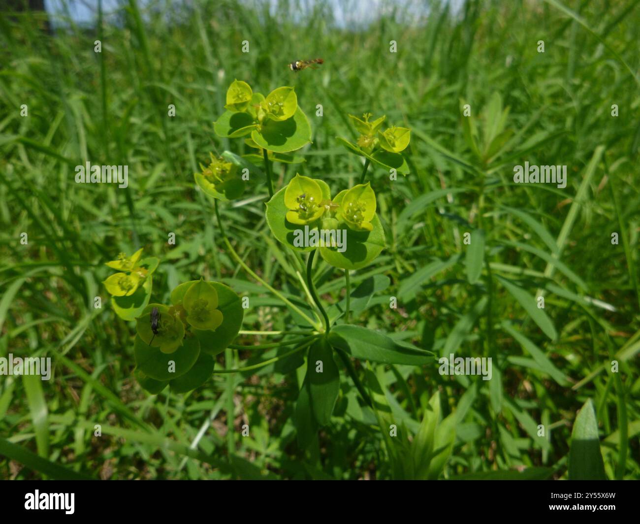 leafy spurge (Euphorbia esula) Plantae Stock Photo - Alamy