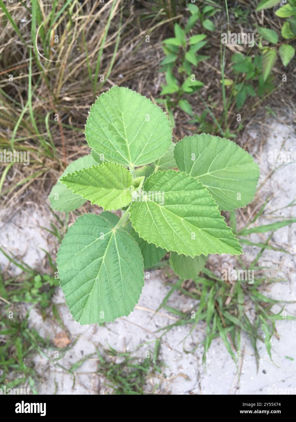 flannel weed (Sida cordifolia) Plantae Stock Photo - Alamy