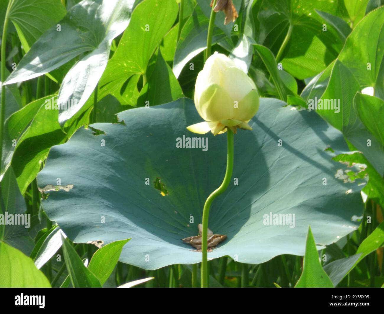 American lotus (Nelumbo lutea) Plantae Stock Photo - Alamy