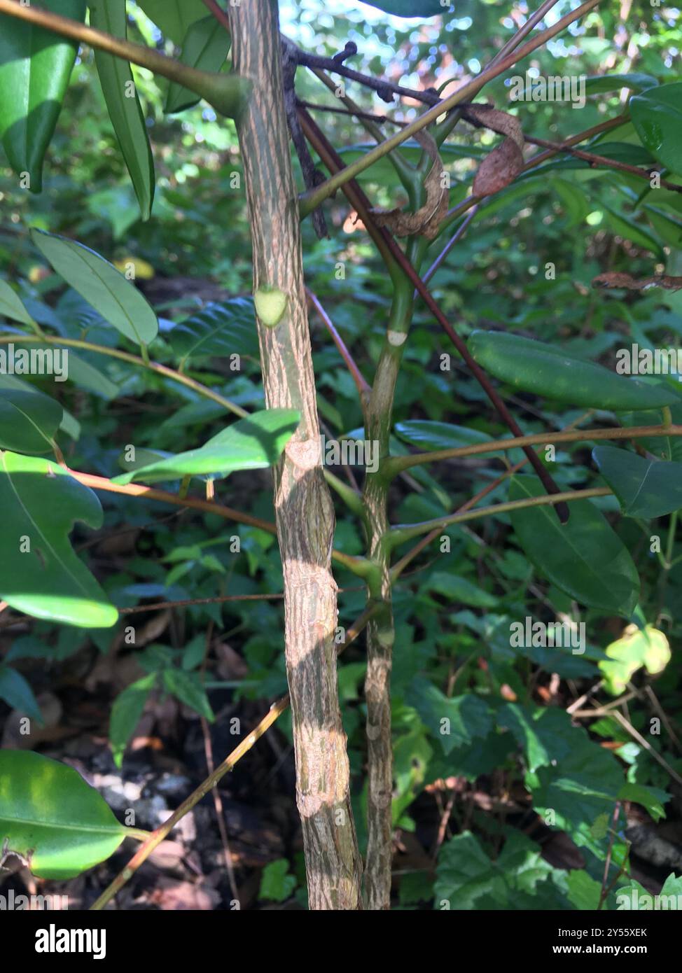Paradise Tree (Simarouba glauca) Plantae Stock Photo - Alamy