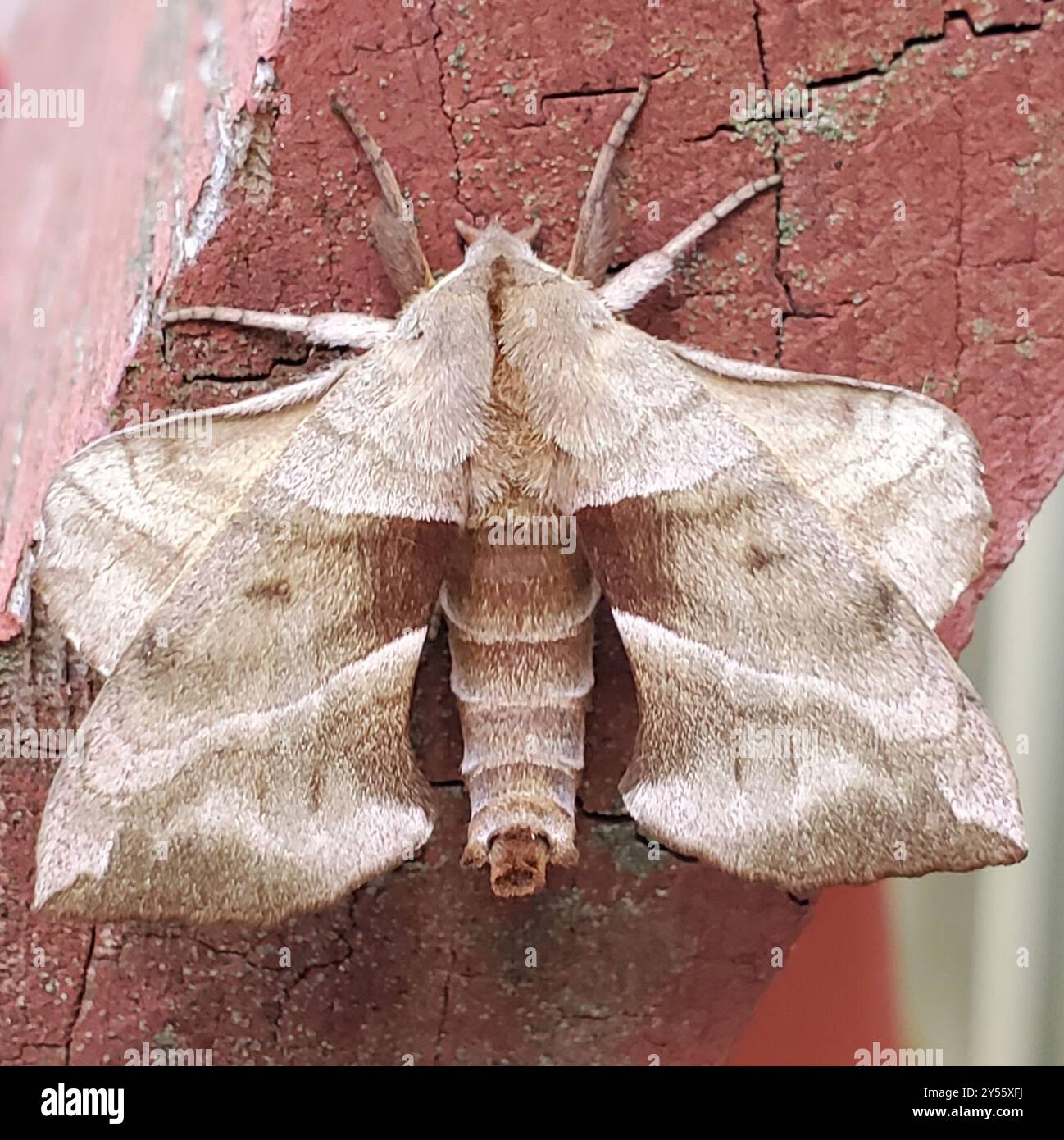 Walnut Sphinx (Amorpha juglandis) Insecta Stock Photo - Alamy