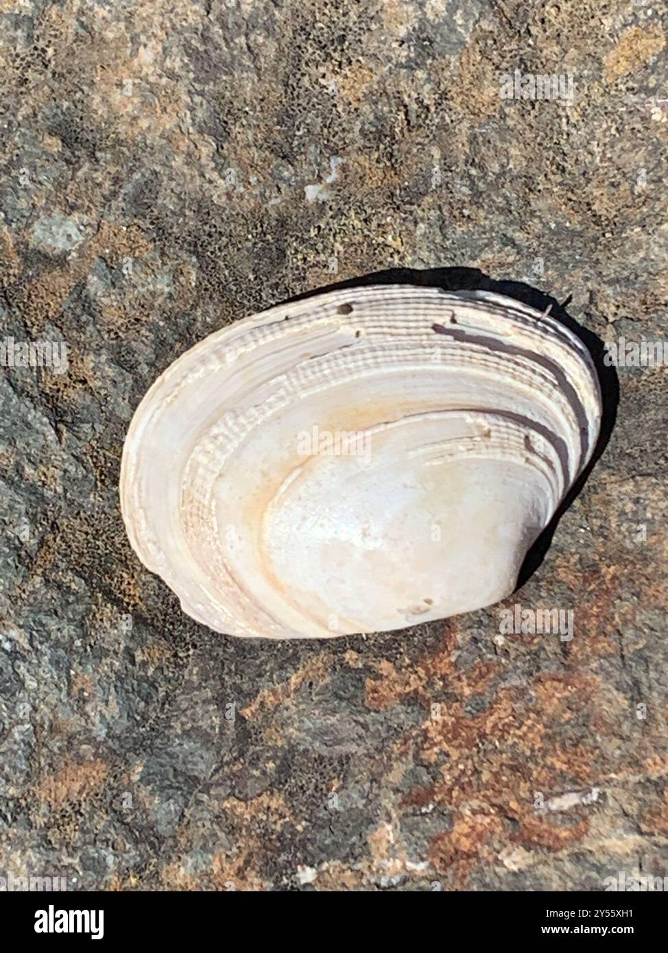 Japanese Littleneck (Ruditapes philippinarum) Mollusca Stock Photo - Alamy